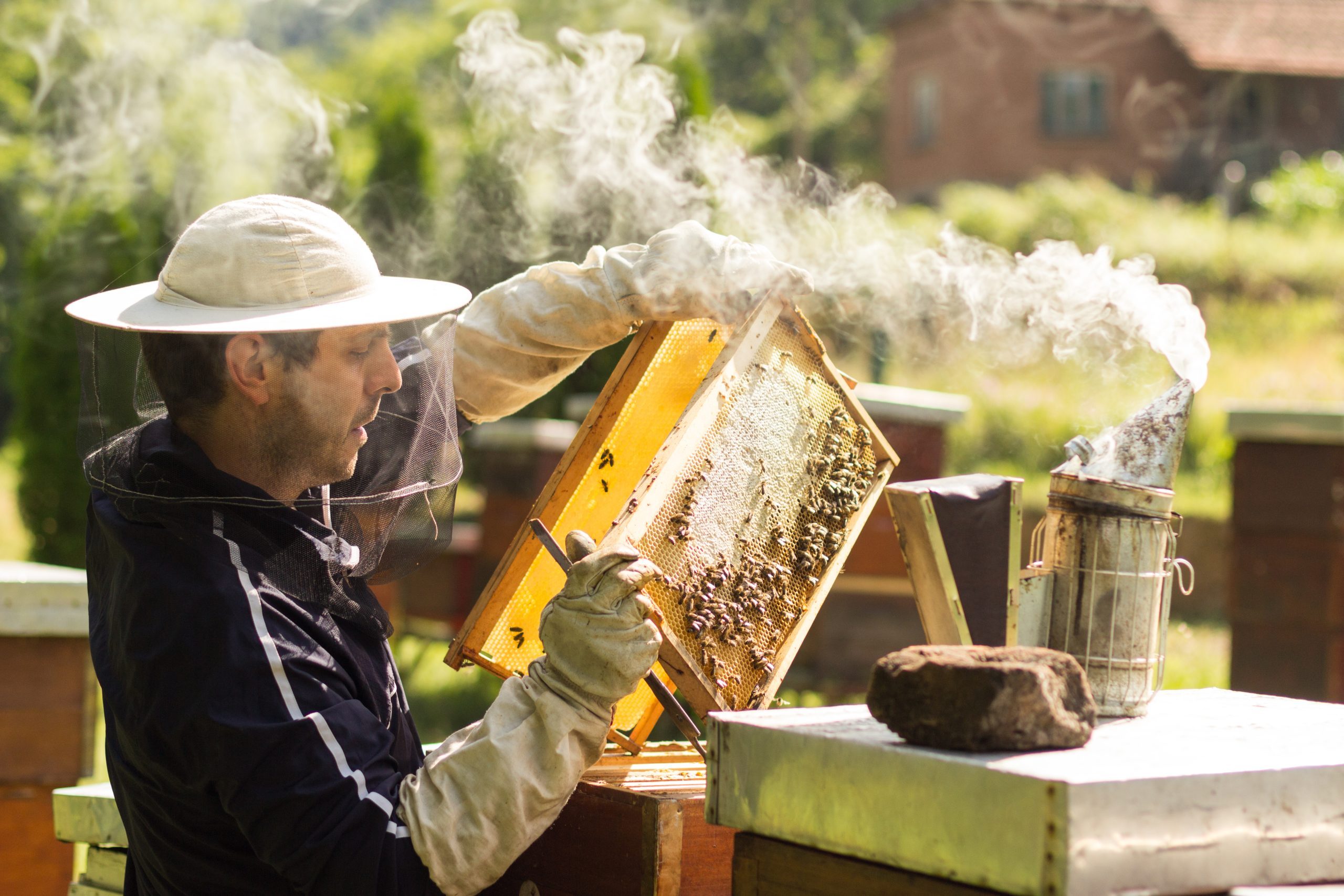 Zoom vidéo sur la récolte de miel - Apis and Love